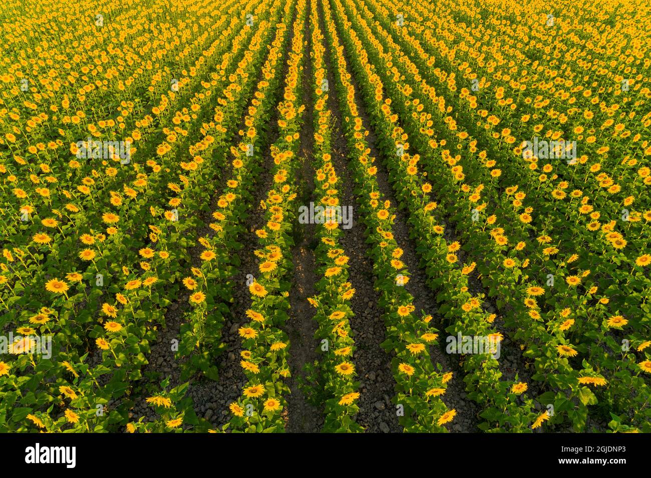 Aerial view of sunflower field Sam Parr State Park Jasper County ...