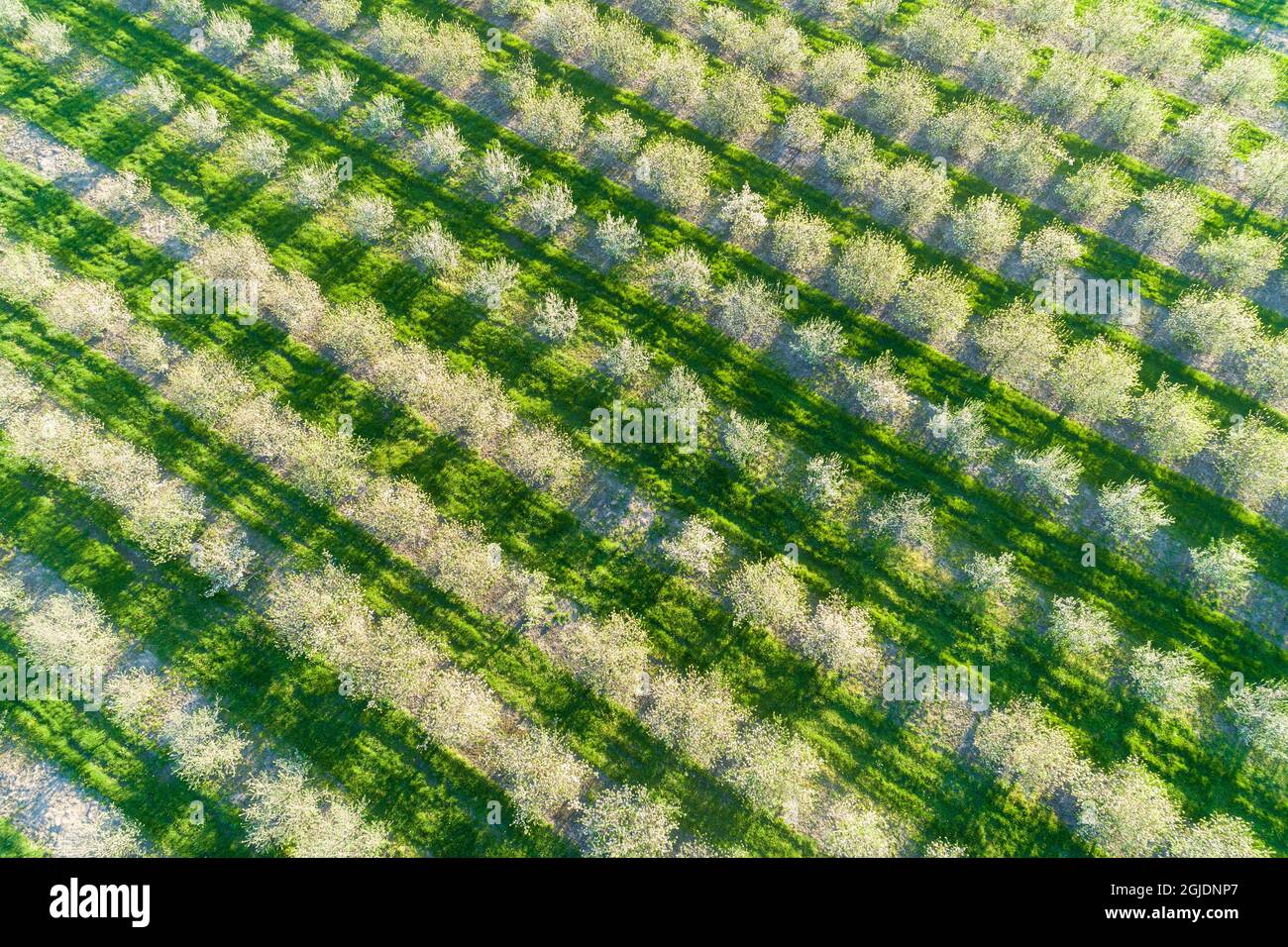 Aerial view apple orchard in hi-res stock photography and images - Alamy