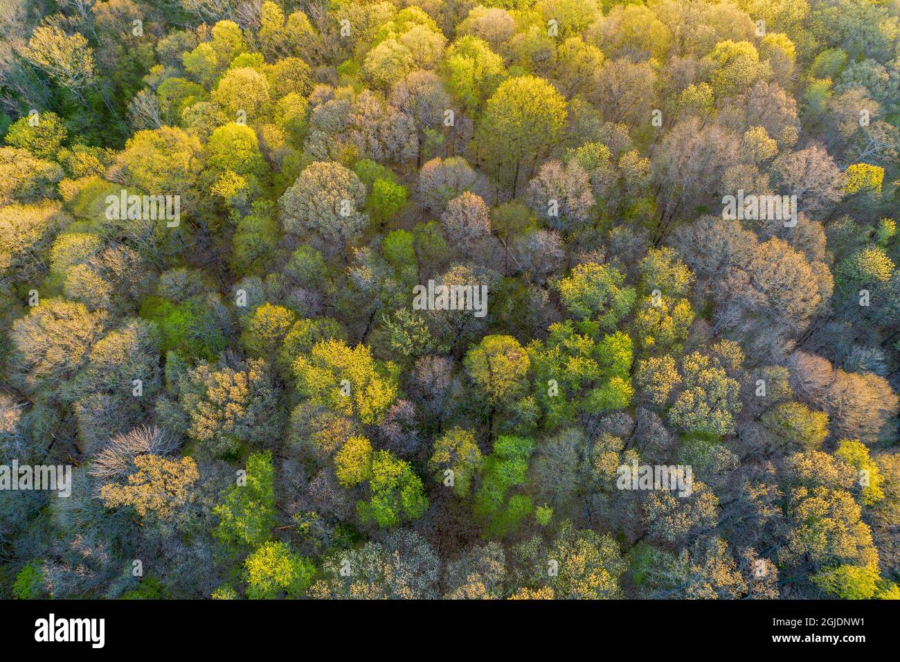 Aerial view of forest in spring, Marion County, Illinois Stock Photo ...