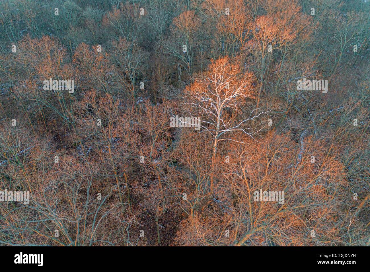 Aerial view of lone Sycamore tree in winter woods, Marion County ...