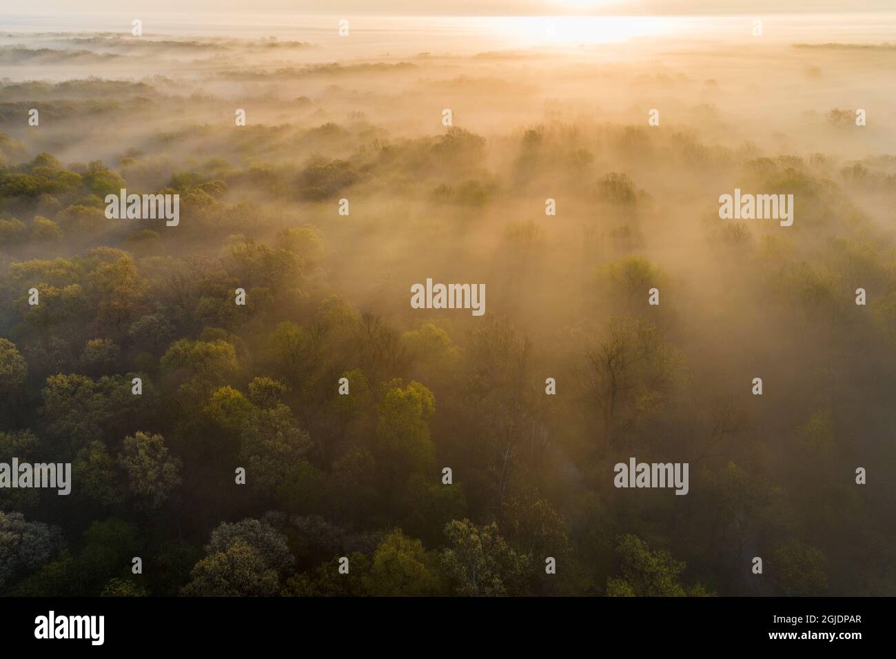 Aerial sunrise over forest covered with fog in spring Marion County, Illinois Stock Photo - Alamy
