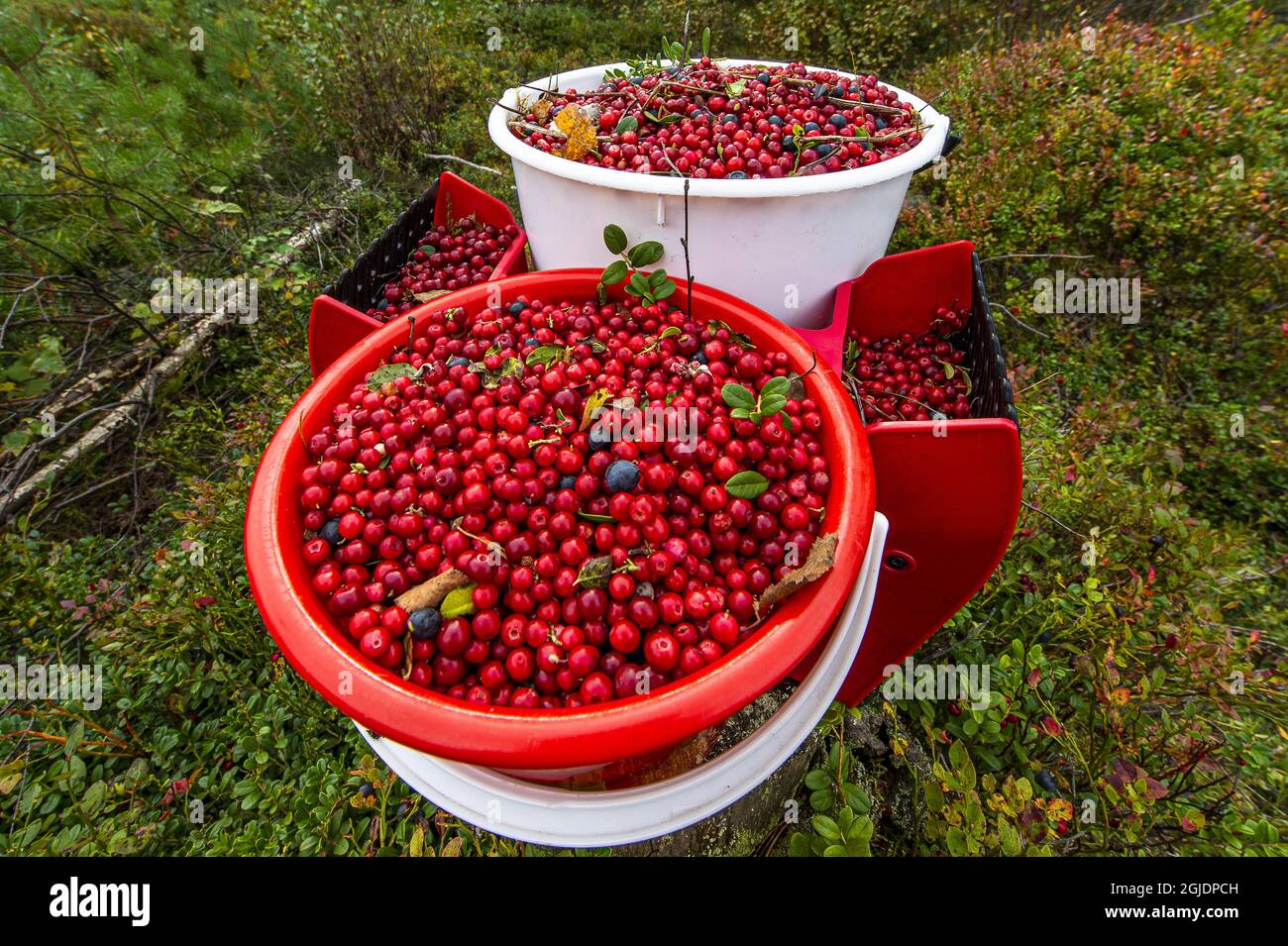 Berry picking buckets hi-res stock photography and images - Alamy