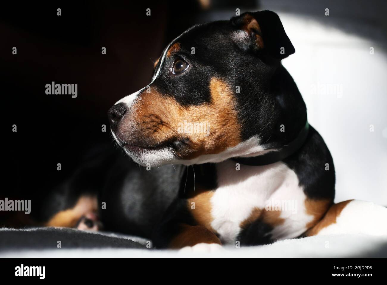 Old staffordshire bull terrier hi-res stock photography and images - Alamy