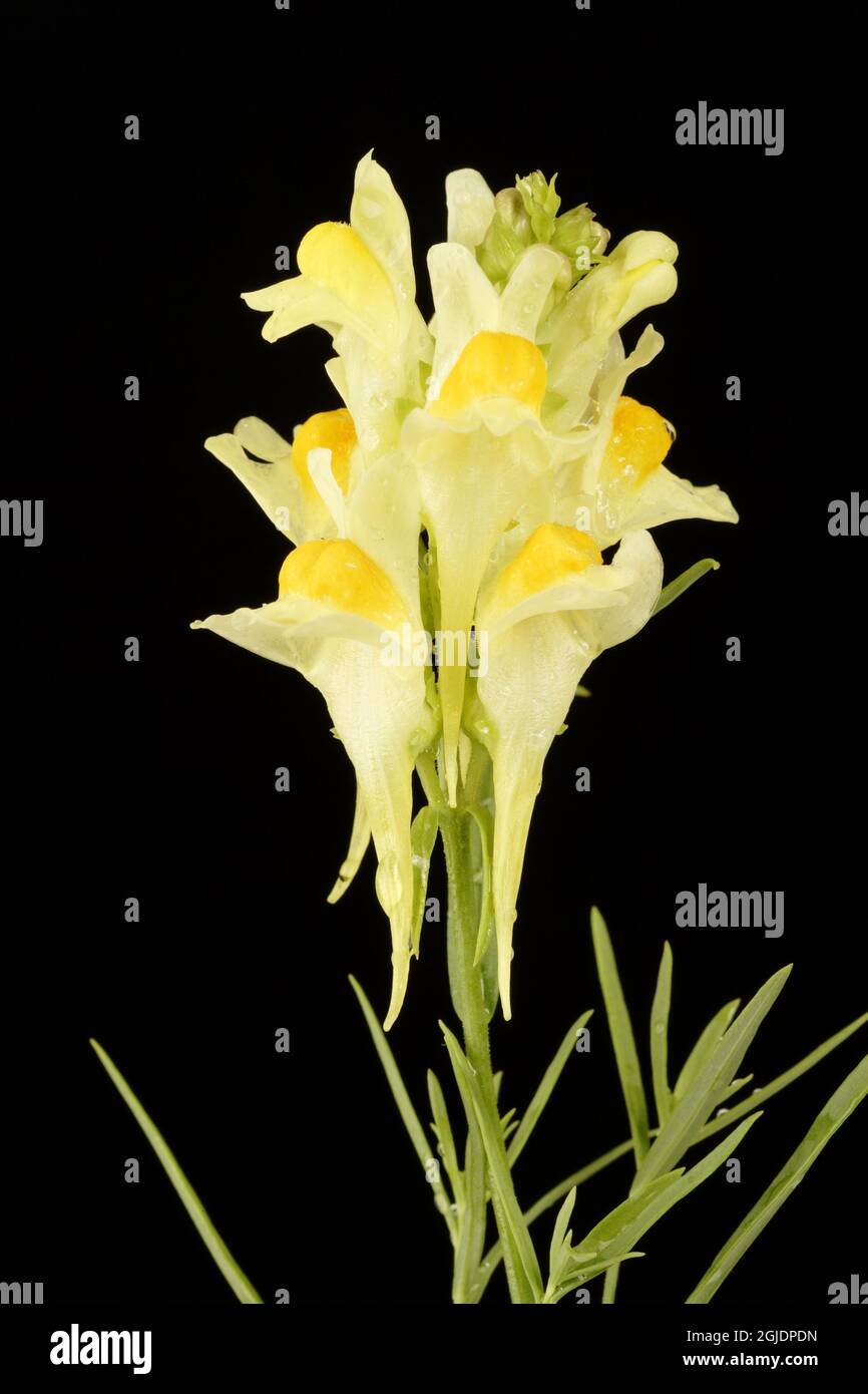 Common yellow toadflax (Linaria vulgaris) Foto: Kjell-Arne Larsson / TT ...
