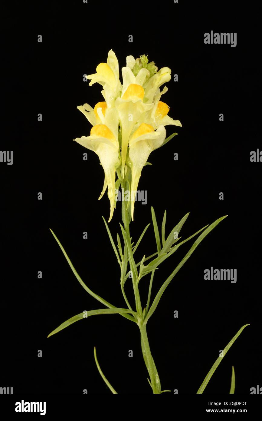 Common yellow toadflax (Linaria vulgaris) Foto: Kjell-Arne Larsson / TT ...