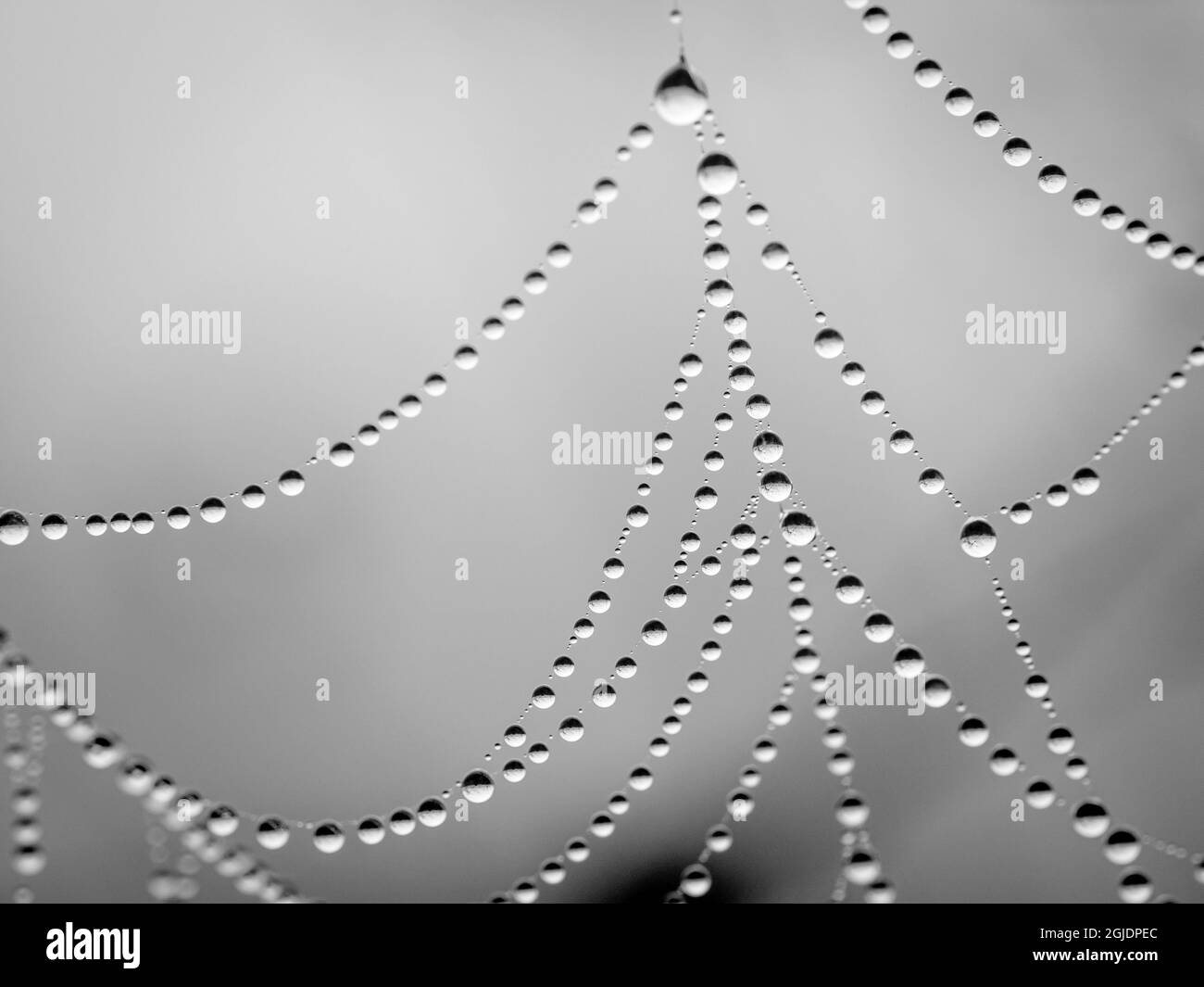 Spider Web, Day Preserve, Illinois Stock Photo - Alamy