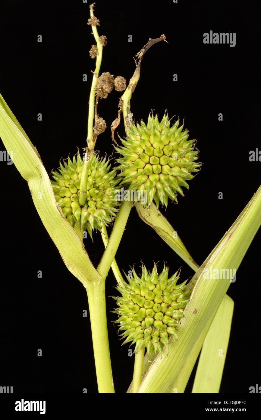 Bur-reed or branched bur-reed (Sparganium erectum) Foto: Kjell-Arne ...