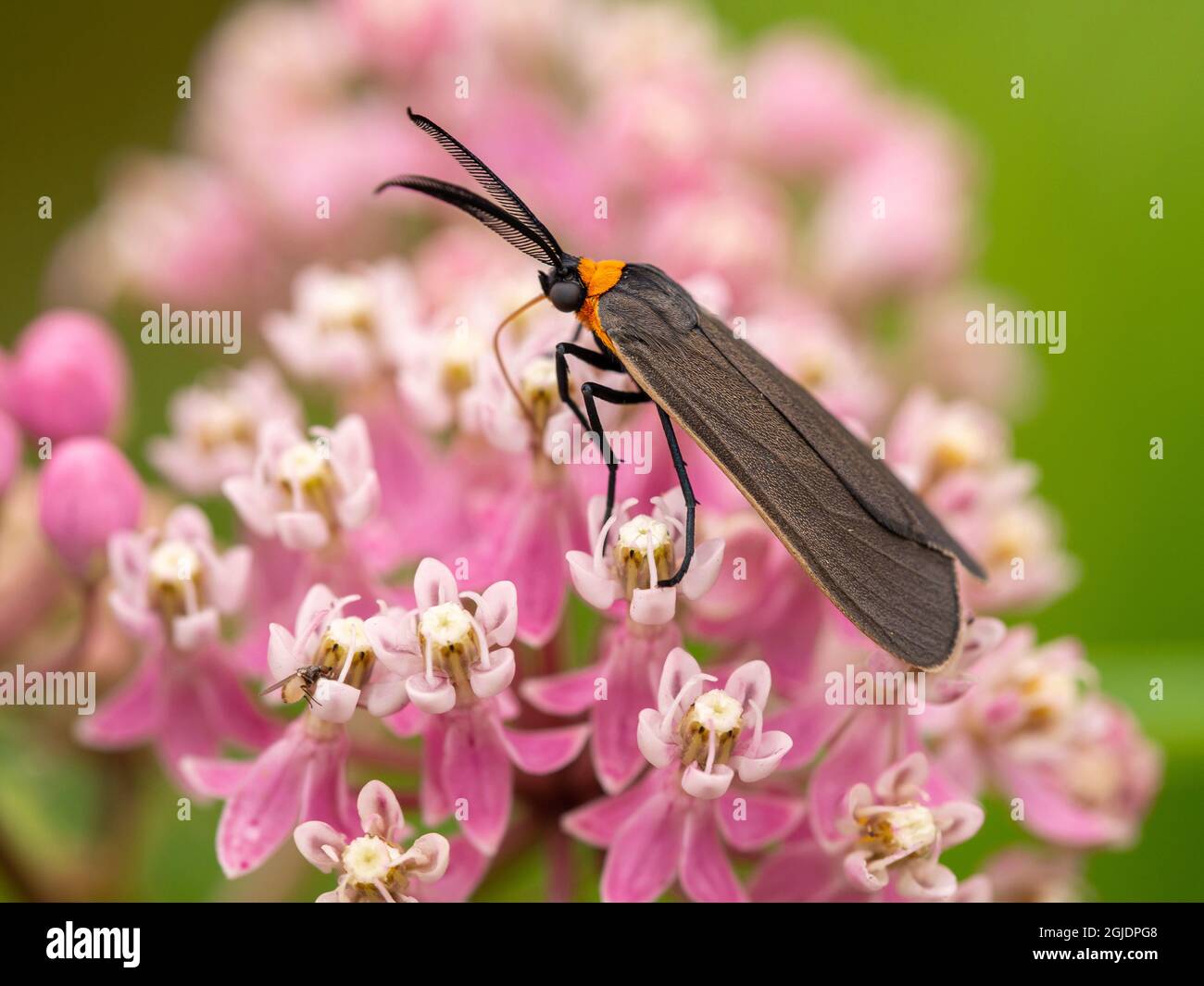 Illinois moth hi-res stock photography and images - Alamy