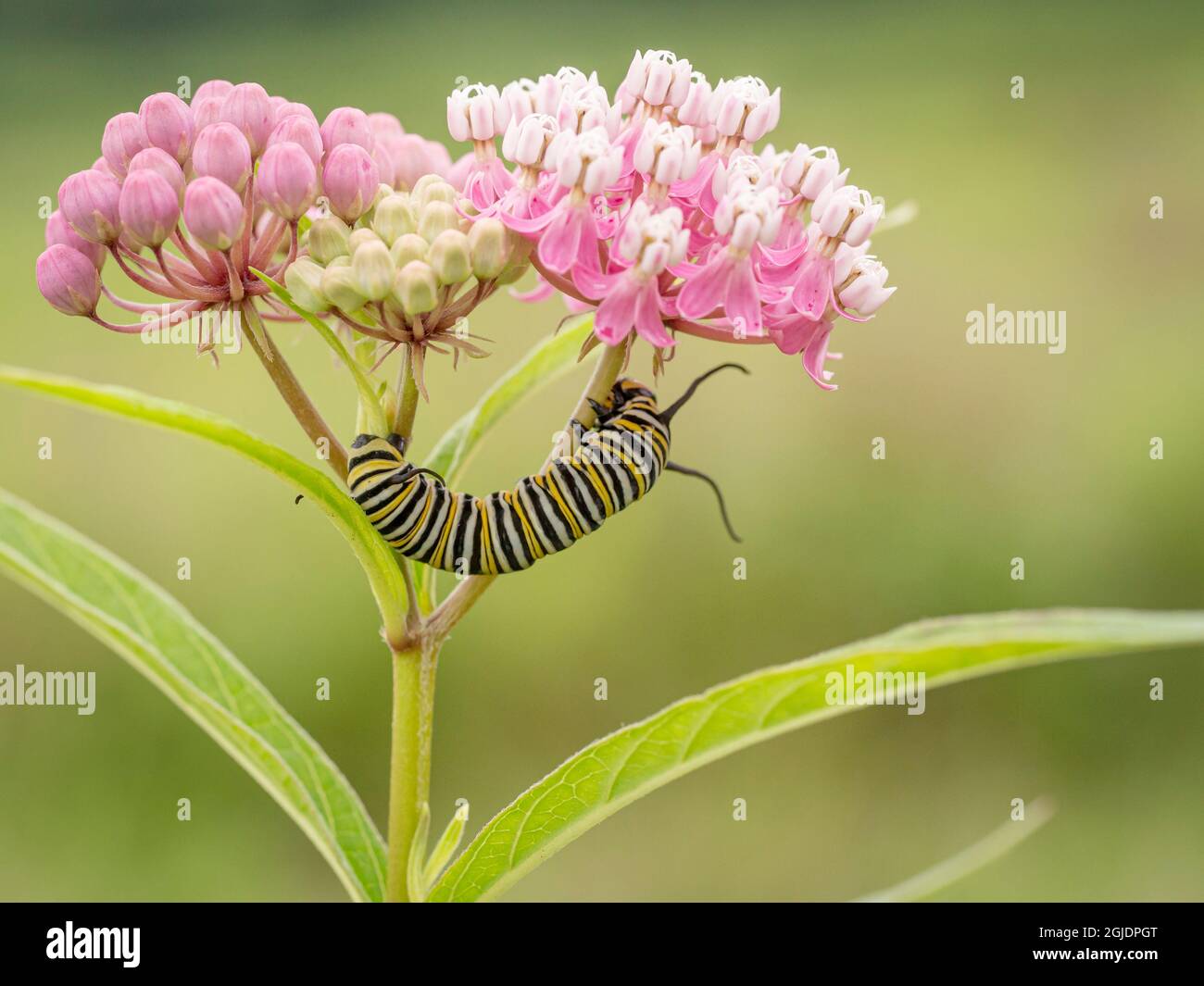 Monarch butterfly caterpillar on swamp milkweed, Day Preserve, Illinois ...