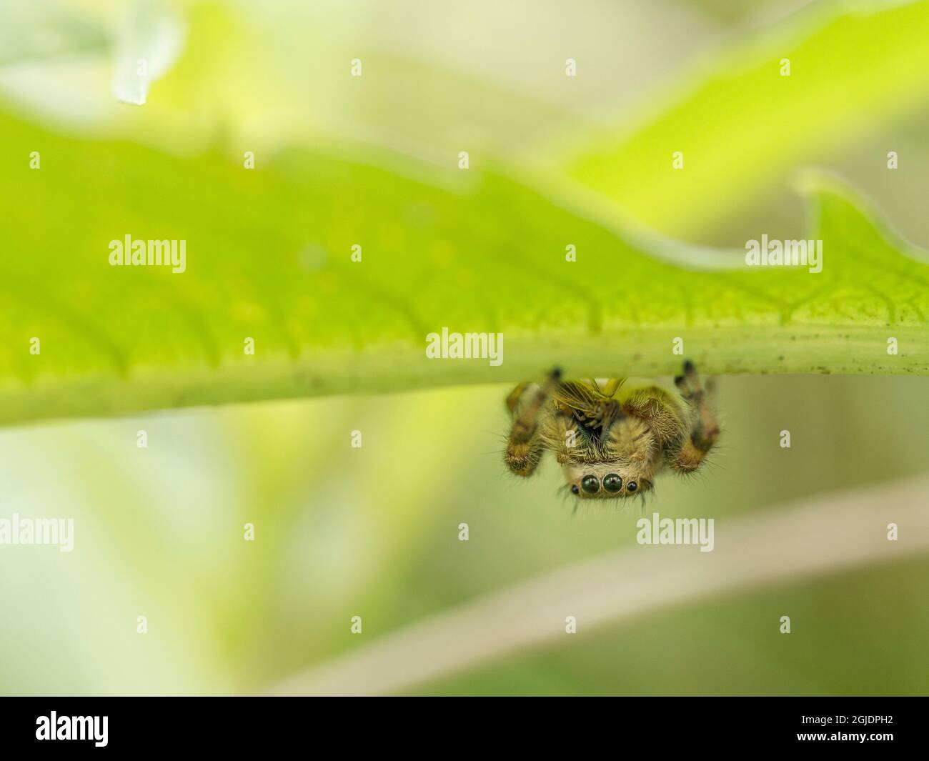 Jumping spider hiding under leaf, Day Preserve, Illinois Stock Photo ...