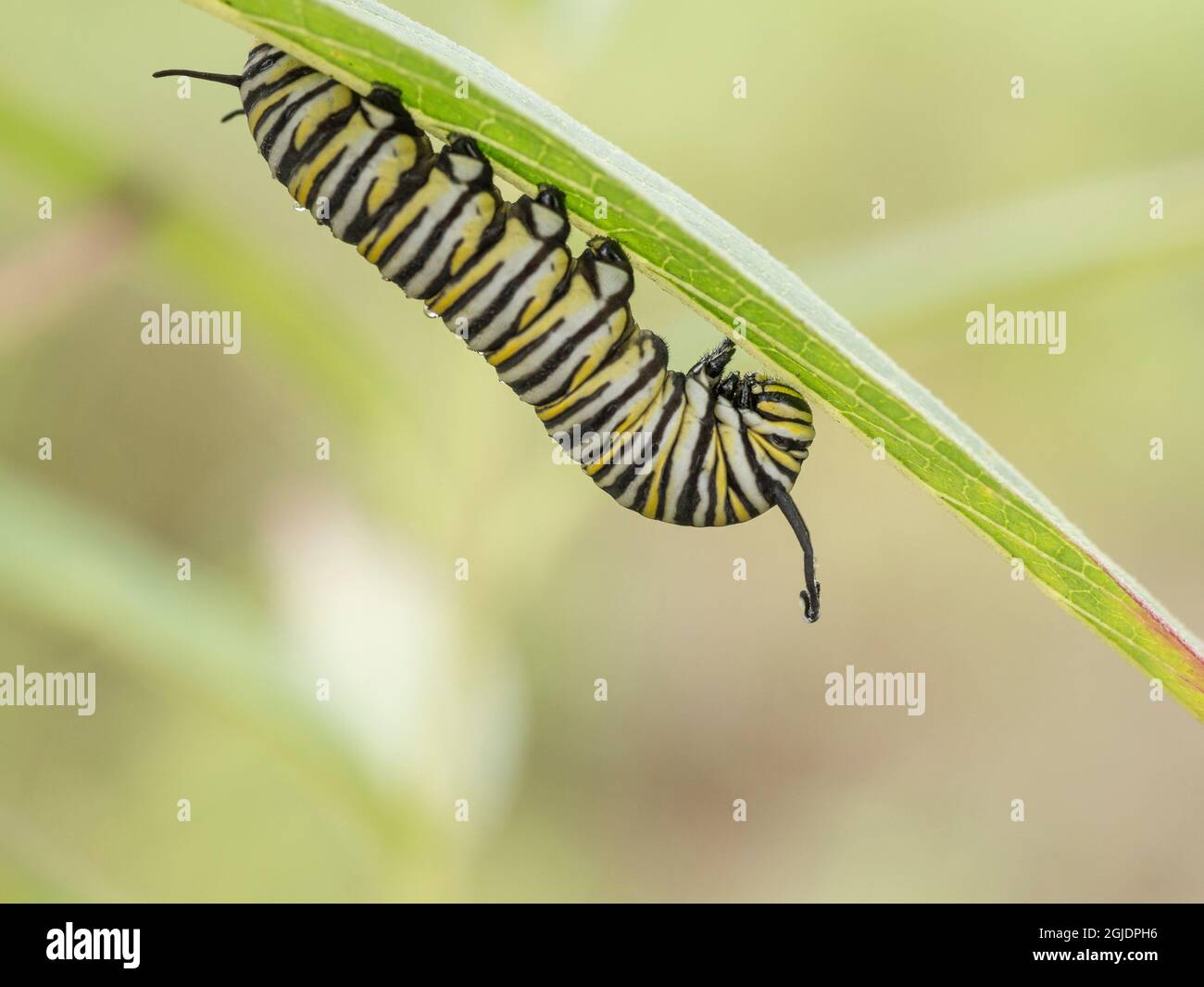 Monarch butterfly caterpillar on swamp milkweed, Day Preserve, Illinois ...