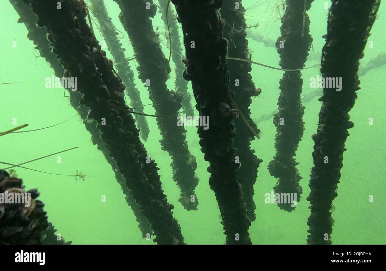 COPENHAGEN 2020-10-21 Mussels growing on ropes in the water at the sea ...