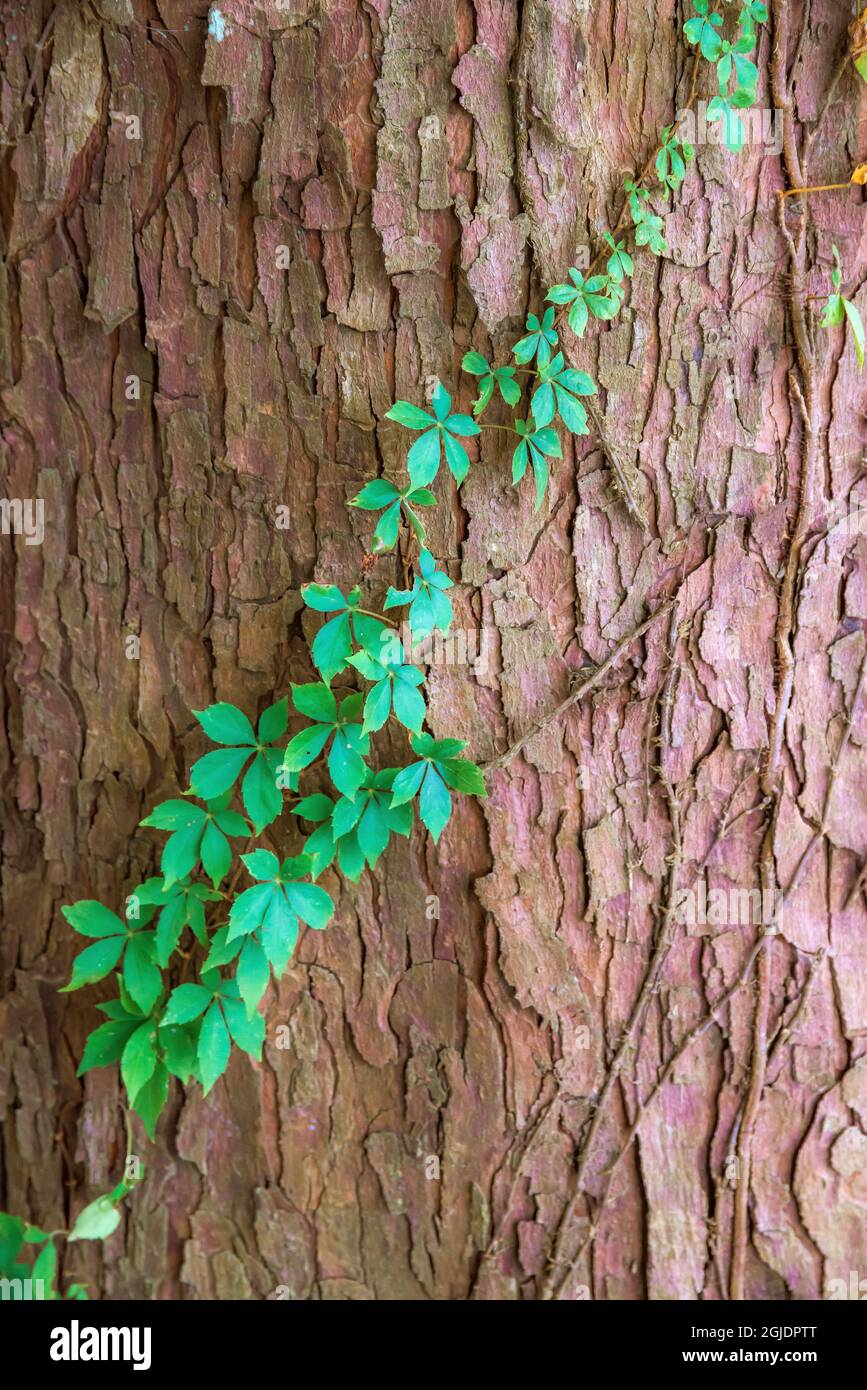 Vine growing on tree hi-res stock photography and images - Alamy