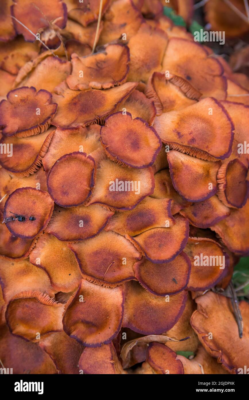 Close Up Of Prolific Red Fungus At The Base Of a Tree, Twin Swamps ...