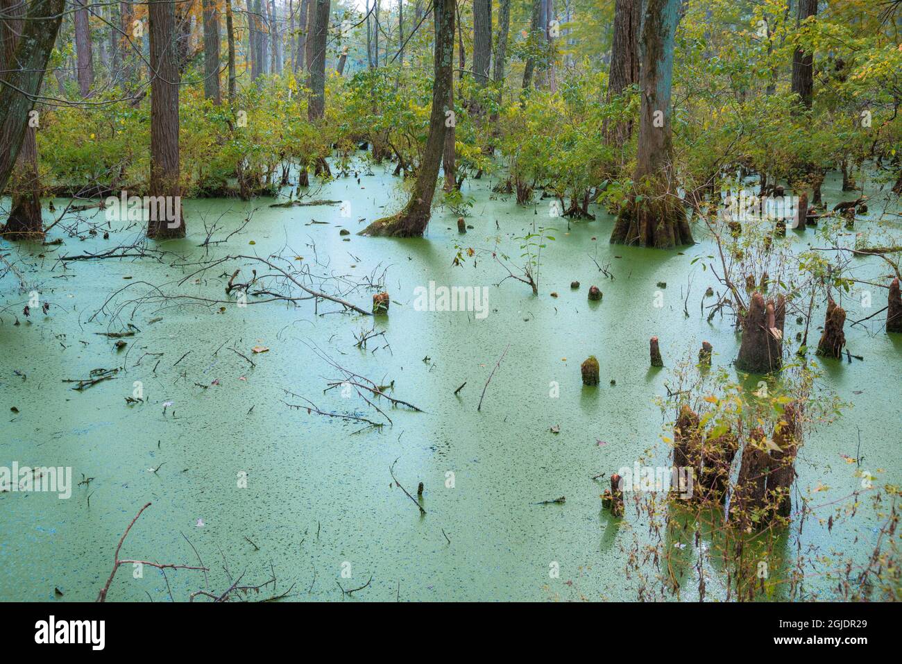 Bold Cypress Swamp, Twin Swamps Nature Preserve, Indiana, Midwest, USA ...