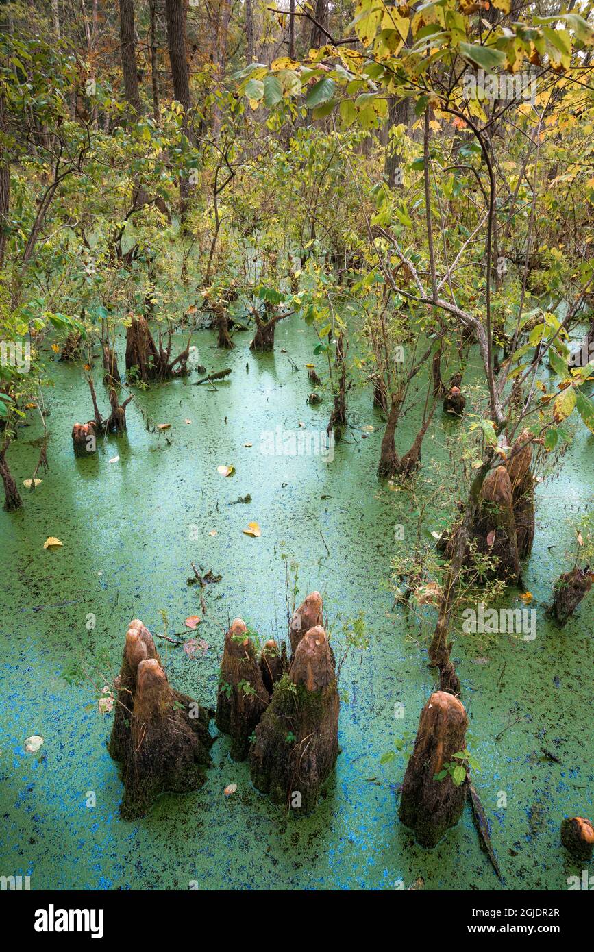 Cypress Knees, Bold Cypress Swamp, Twin Swamps Nature Preserve, Indiana ...