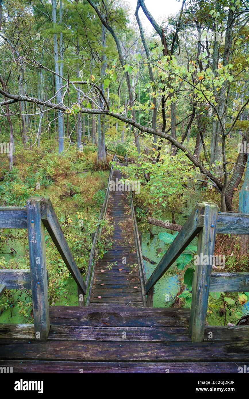 Wooden Boardwalk Trail, Twin Swamps Nature Preserve, Indiana, Midwest ...
