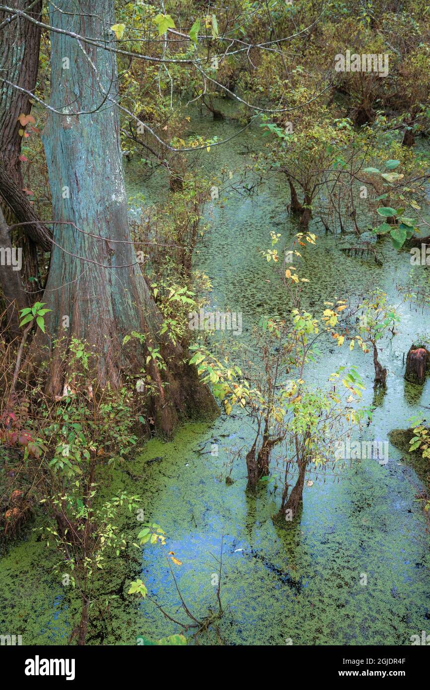 Bold Cypress Swamp, Twin Swamps Nature Preserve, Indiana, Midwest, USA ...