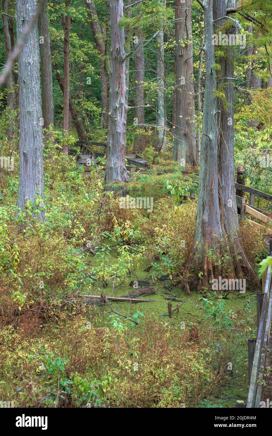 Twin Swamps Nature Preserve, Indiana, Midwest, USA Stock Photo - Alamy