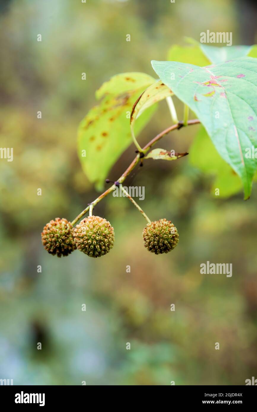 Sycamore Tree Seedpods, Twin Swamps Nature Preserve, Indiana, Midwest ...