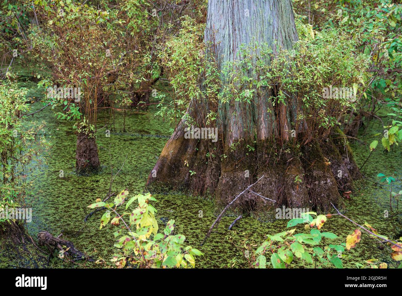 Cypress Knees, Bold Cypress Swamp, Twin Swamps Nature Preserve, Indiana ...