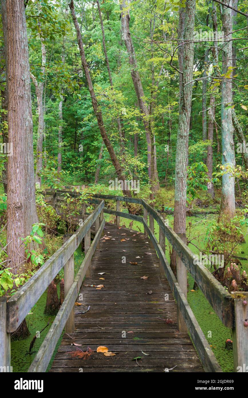 Wooden Boardwalk Trail, Twin Swamps Nature Preserve, Indiana, Midwest ...