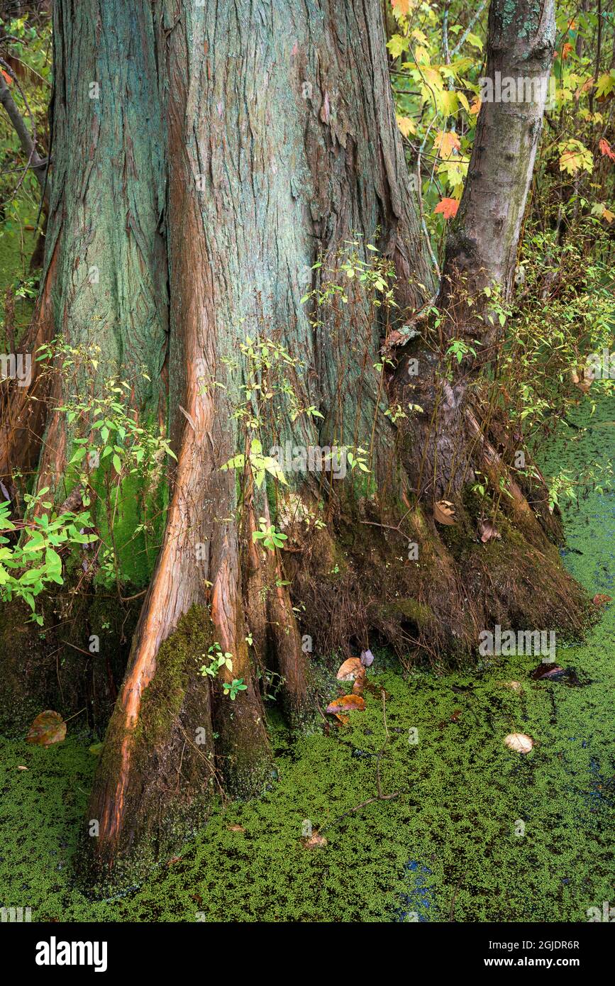 Bold Cypress Swamp, Twin Swamps Nature Preserve, Indiana, Midwest, USA ...