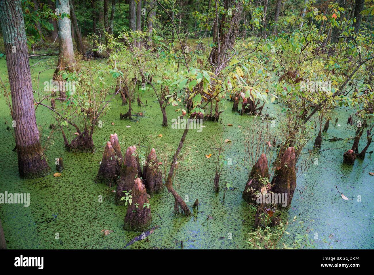 Indiana swamp hi-res stock photography and images - Alamy