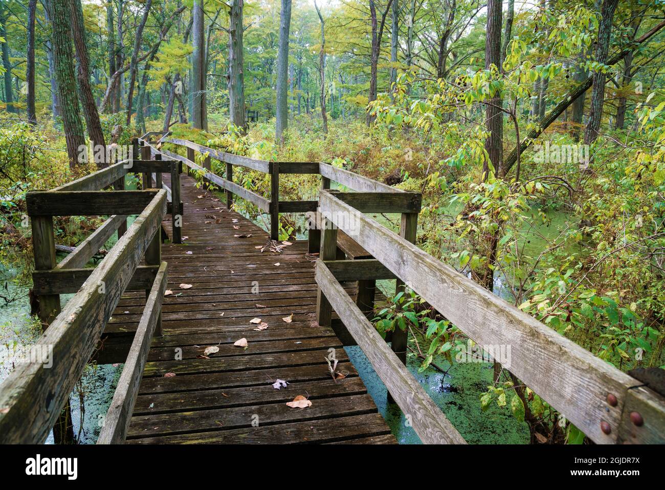 Wooden Boardwalk Trail, Twin Swamps Nature Preserve, Indiana, Midwest ...