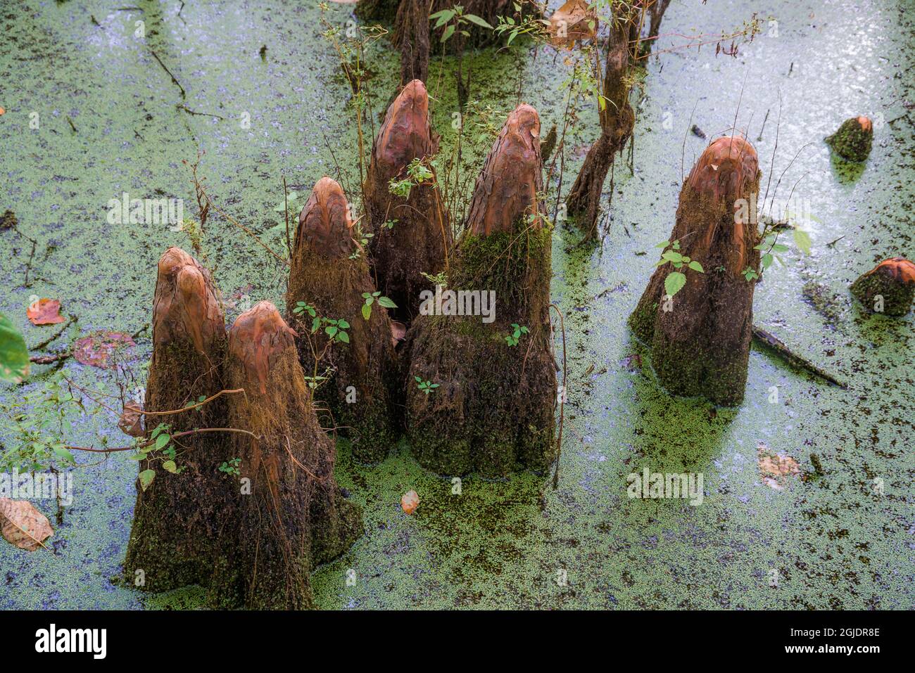 Cypress Knees, Bold Cypress Swamp, Twin Swamps Nature Preserve, Indiana ...