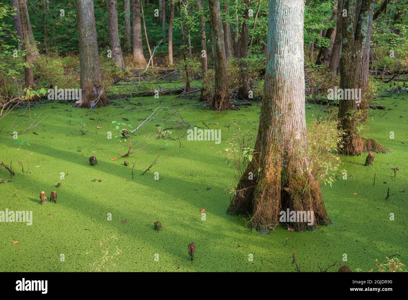 Bold Cypress Swamp, Twin Swamps Nature Preserve, Indiana, Midwest, USA ...