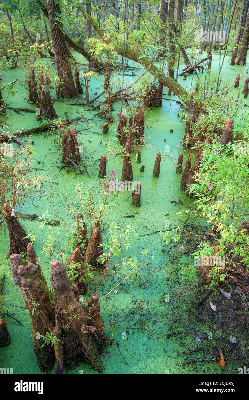 Bold Cypress Swamp, Twin Swamps Nature Preserve, Indiana, Midwest, USA ...