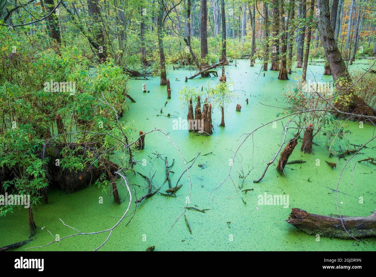 Bold Cypress Swamp, Twin Swamps Nature Preserve, Indiana, Midwest, USA ...