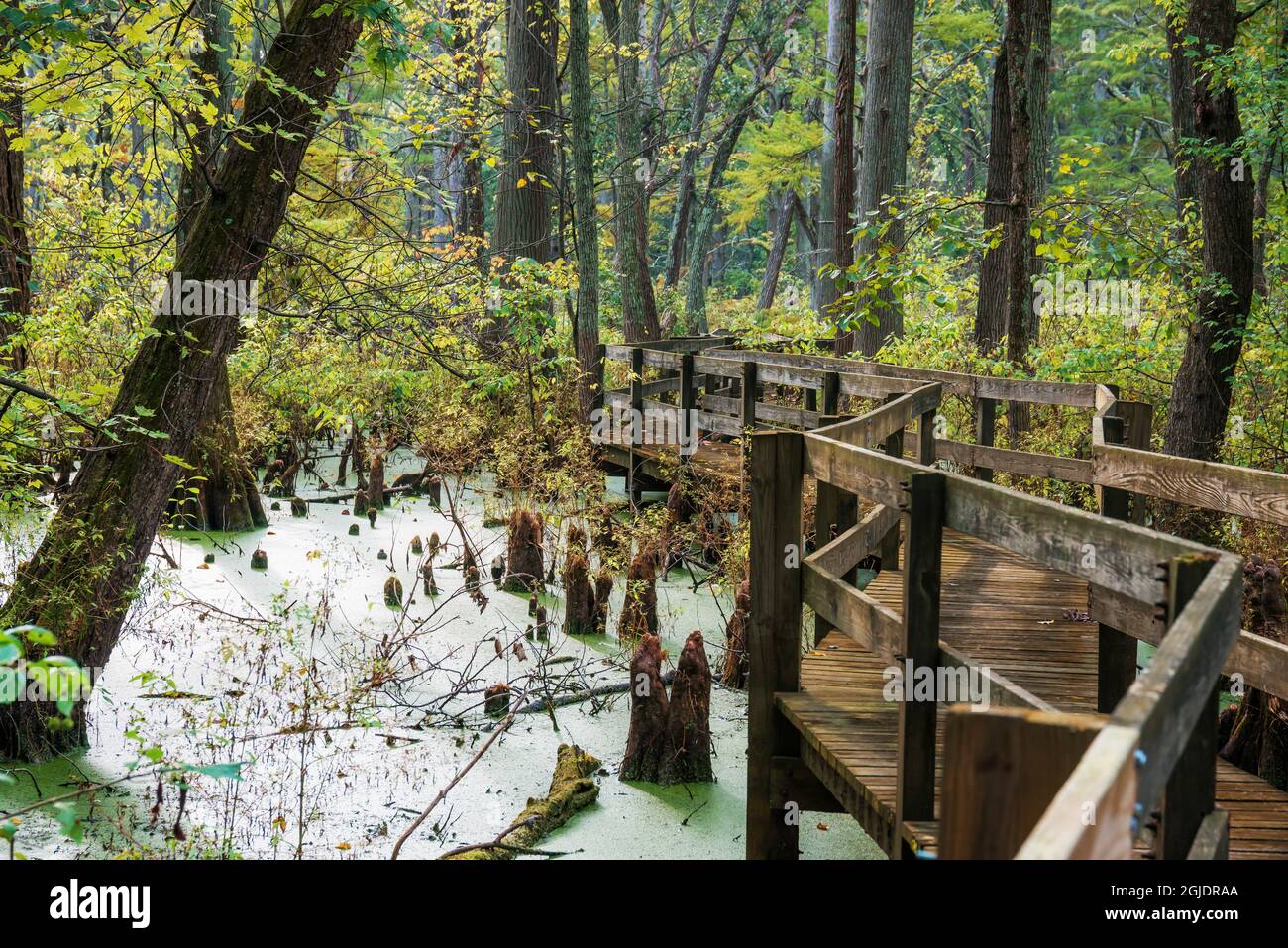 Wooden Boardwalk Trail, Twin Swamps Nature Preserve, Indiana, Midwest ...