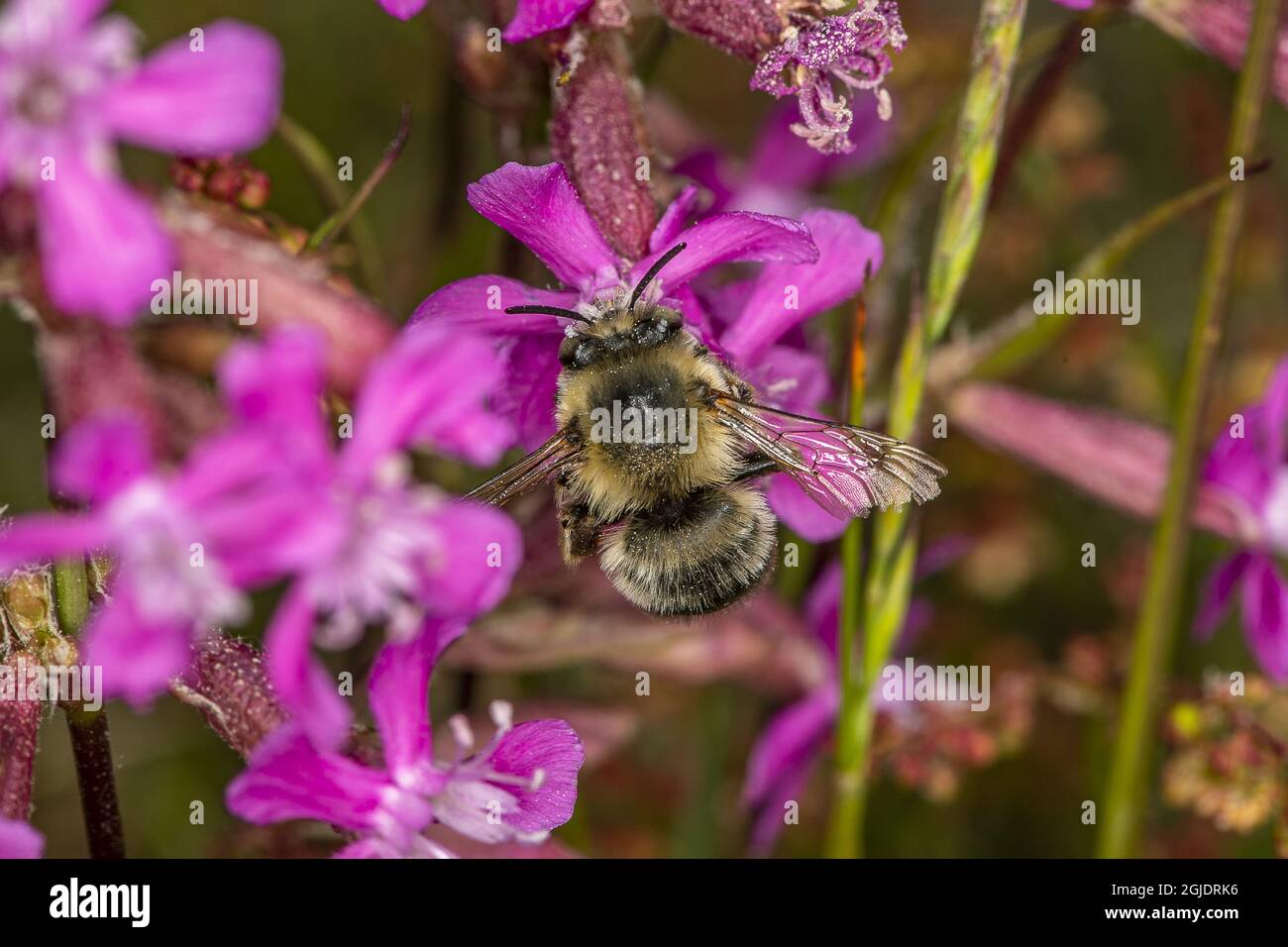 Retuse hi-res stock photography and images - Alamy