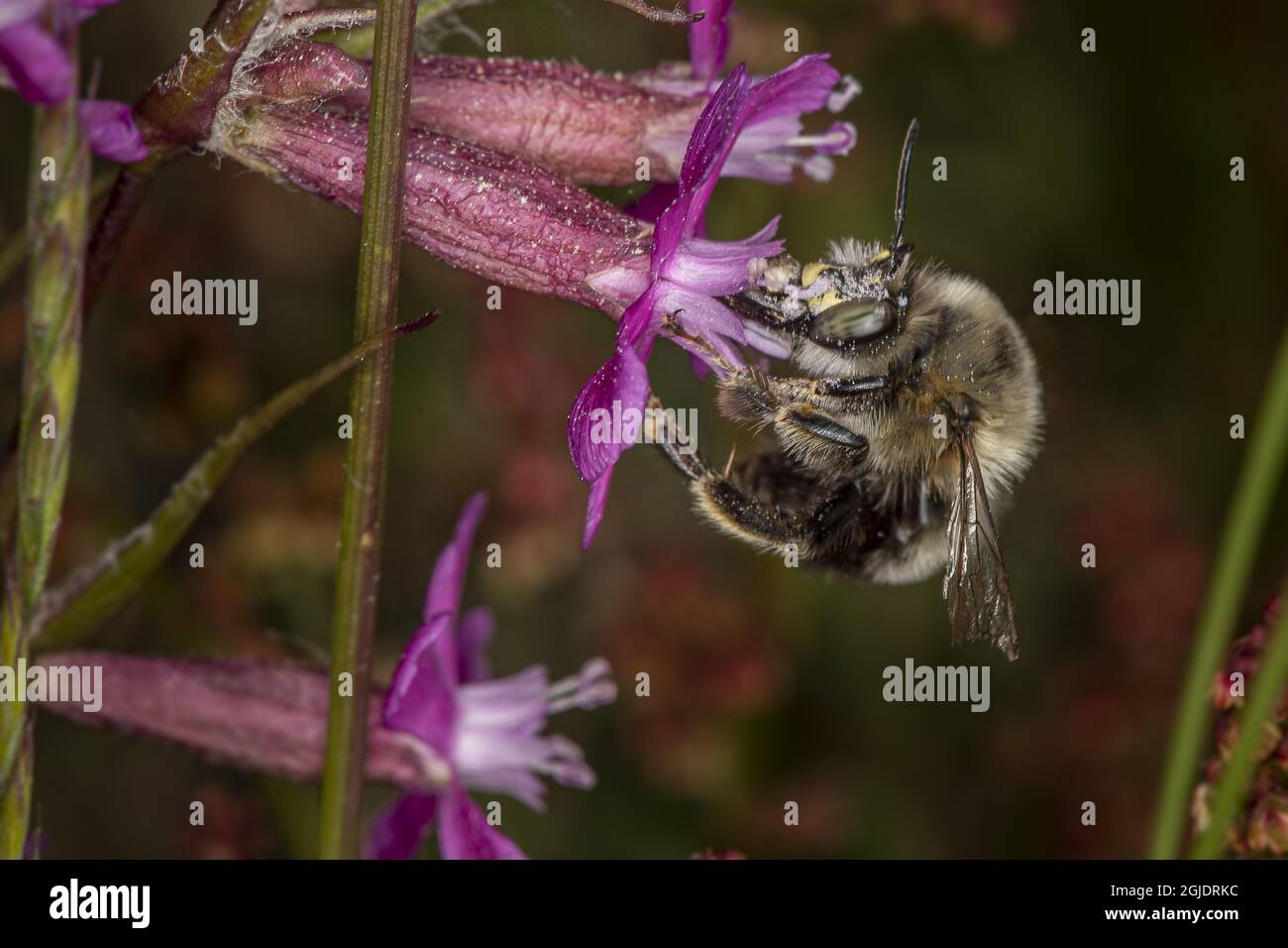 Retuse hi-res stock photography and images - Alamy