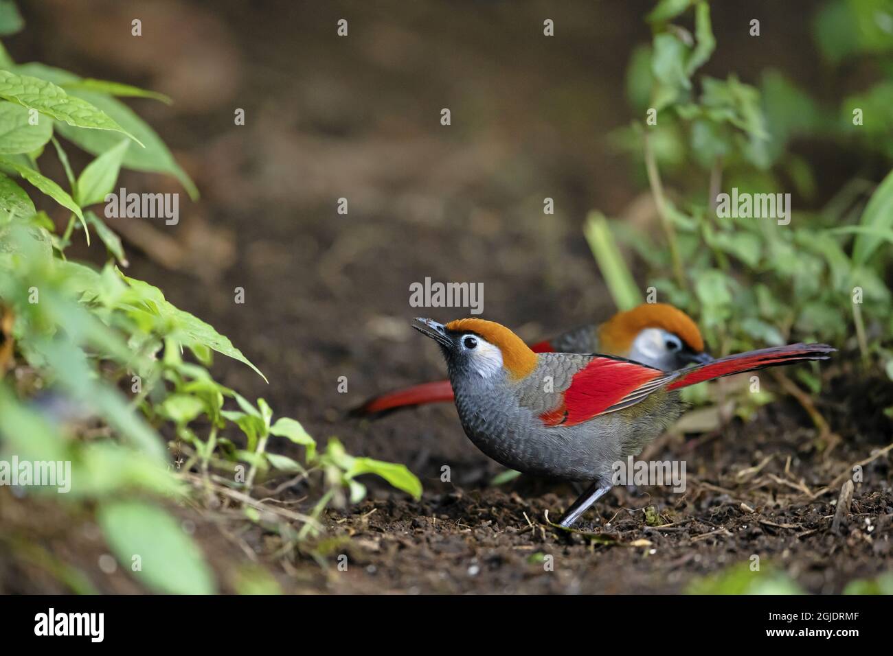 Red tailed laughingthrush trochalopteron milnei hi-res stock ...