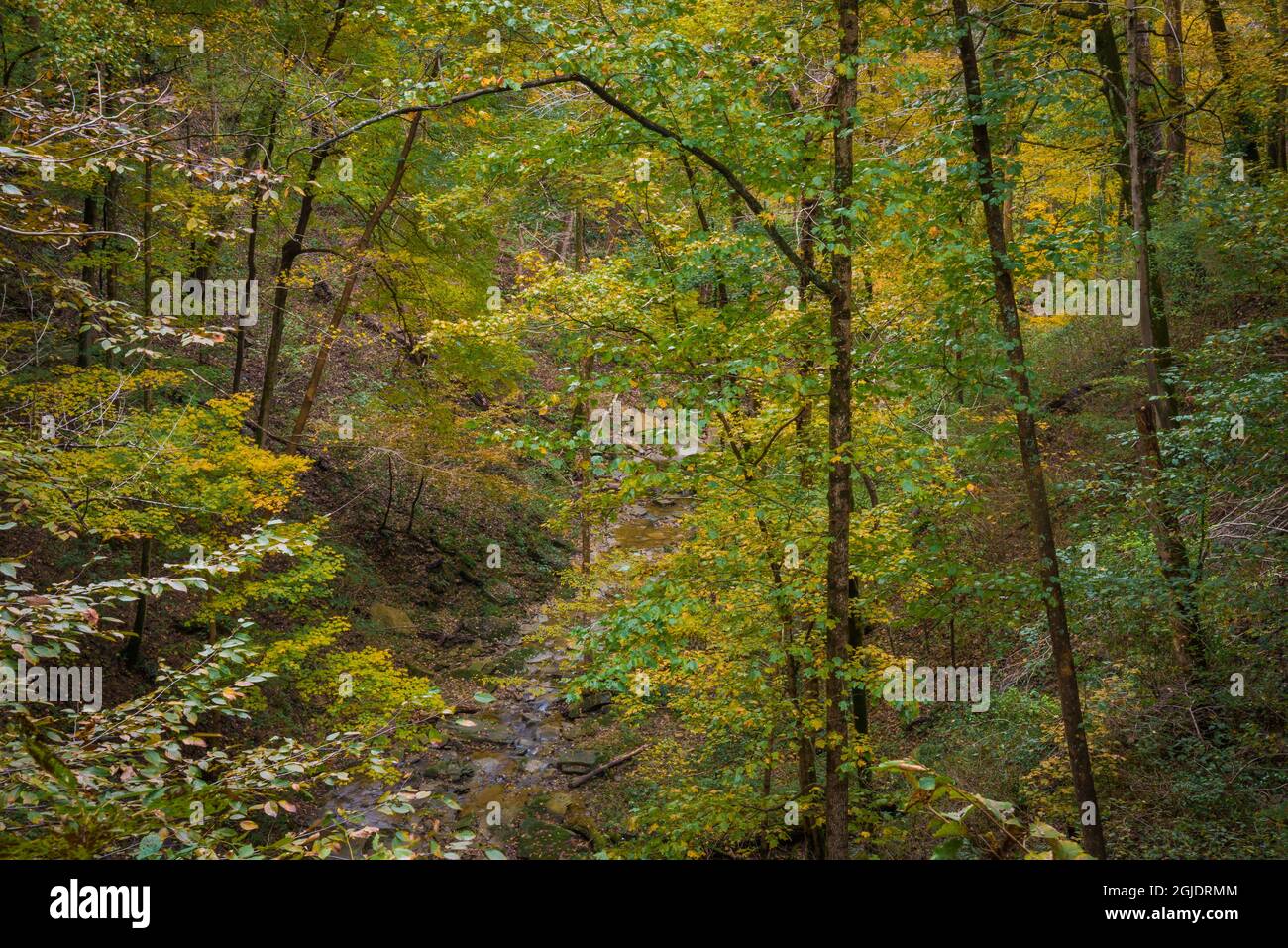 Fall Forest in Clifty Creek Park, Indiana Stock Photo - Alamy