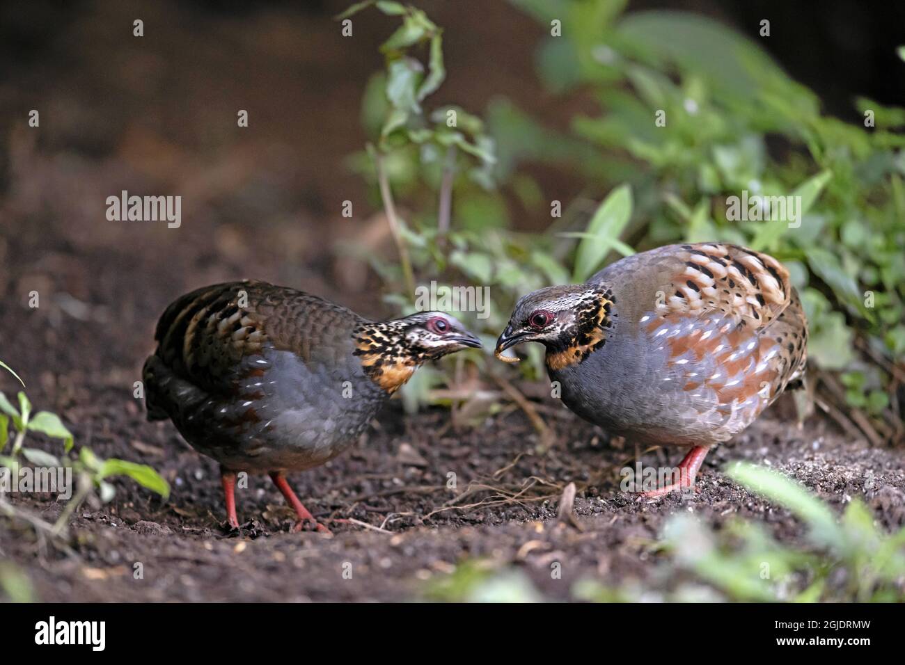 Rufous-throated Partridge (Arborophila rufogularis). Photo: Magnus ...