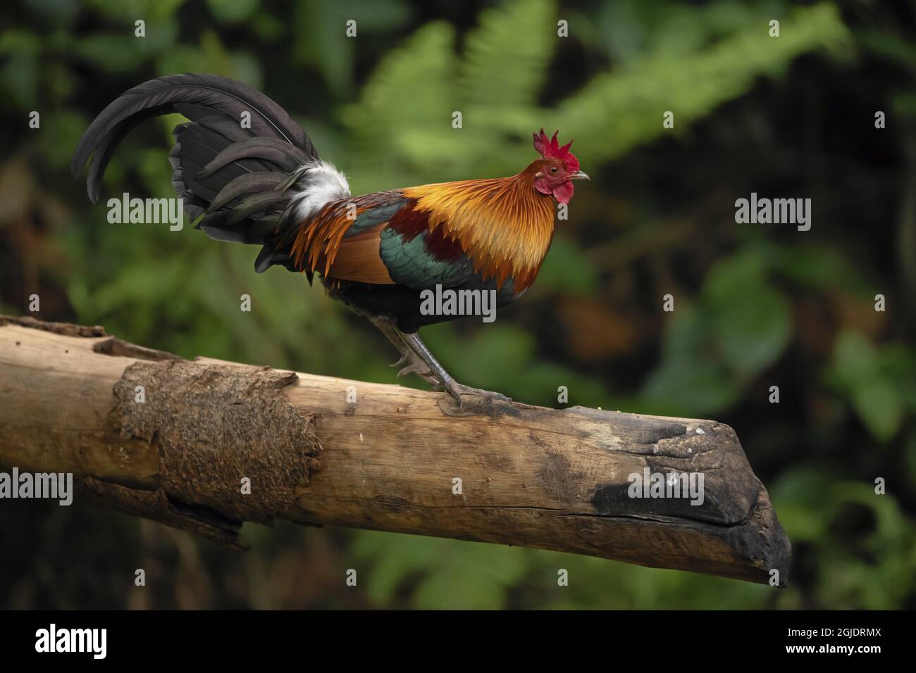Gallus and magnus hi-res stock photography and images - Alamy