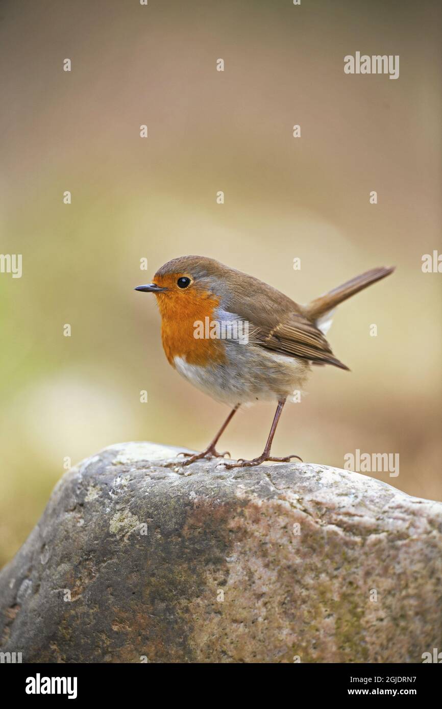 Robin (Erithacus rubecula) Foto: Bengt Ekman / TT / kod 2706 Stock ...
