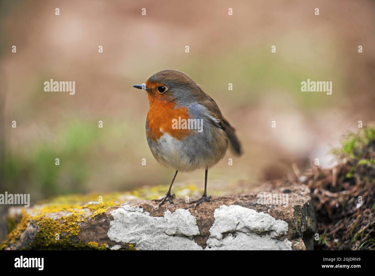 Robin (Erithacus rubecula) Foto: Bengt Ekman / TT / kod 2706 Stock ...