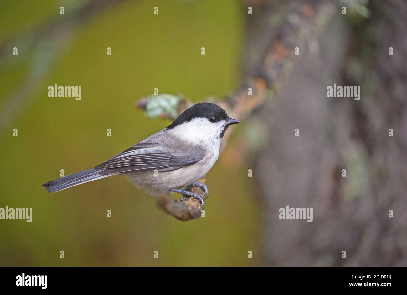 Willow Tit (Parus montanus) Foto: Bengt Ekman / TT / kod 2706 Stock ...