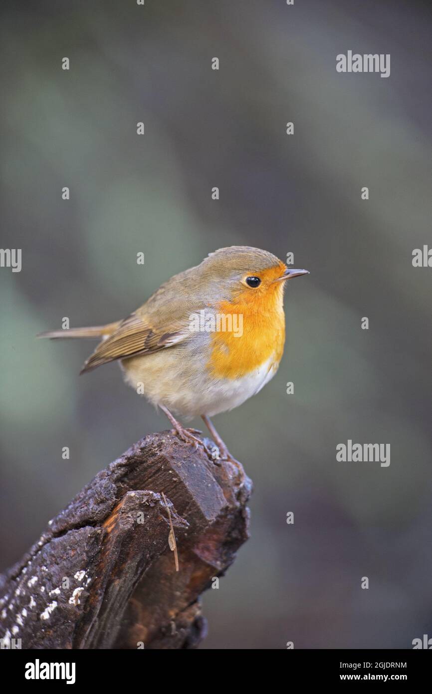 Robin (Erithacus rubecula) Foto: Bengt Ekman / TT / kod 2706 Stock ...