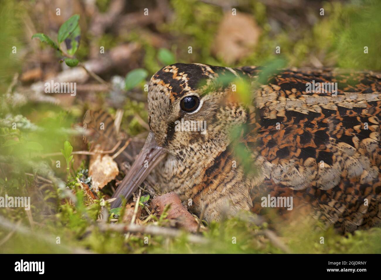 270609444 hi-res stock photography and images - Alamy