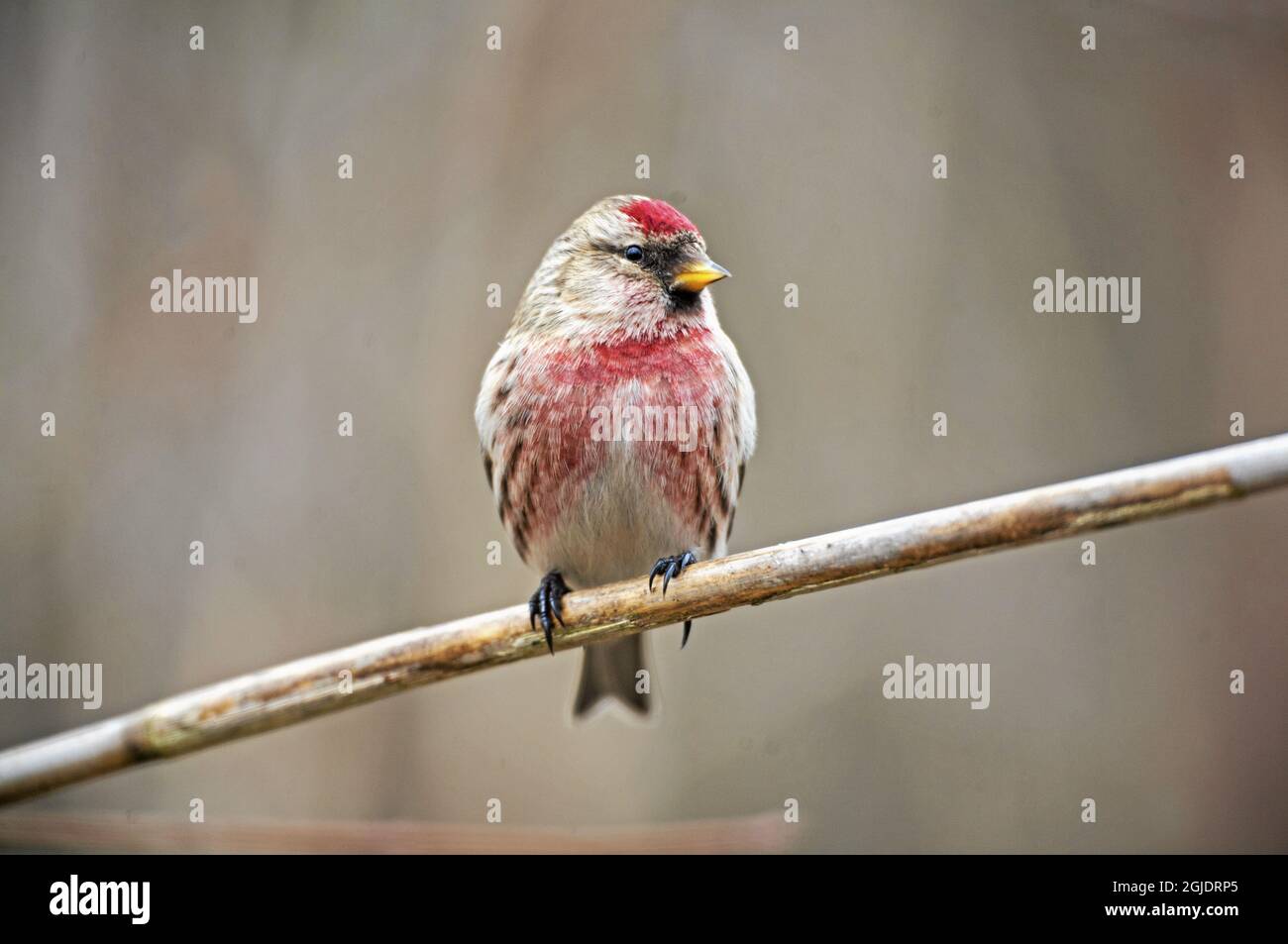 Carduelis flammea, Common Redpoll, Sweden Photo: Bengt Ekman / TT ...