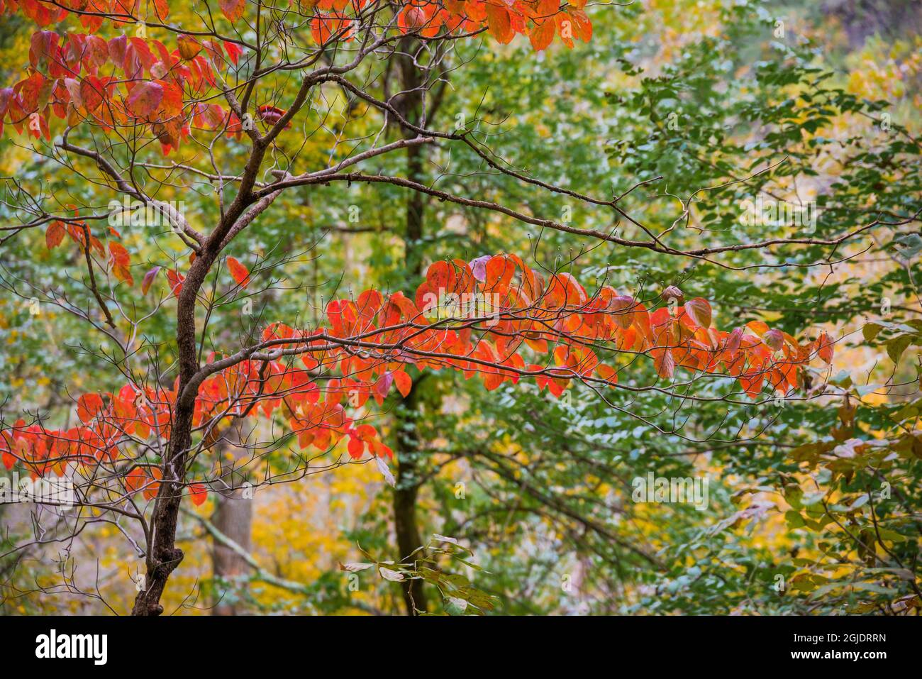 Autumn Red Foliage in Clifty Creek Park, Southern Indiana Stock Photo ...