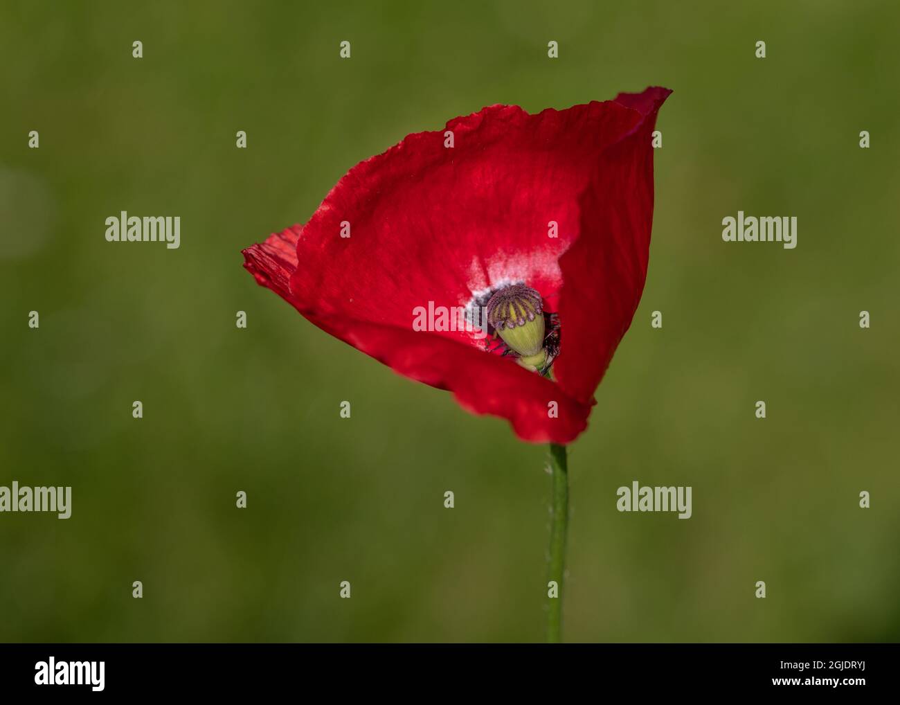 Mint Flower Power at Samuel Moysey blog