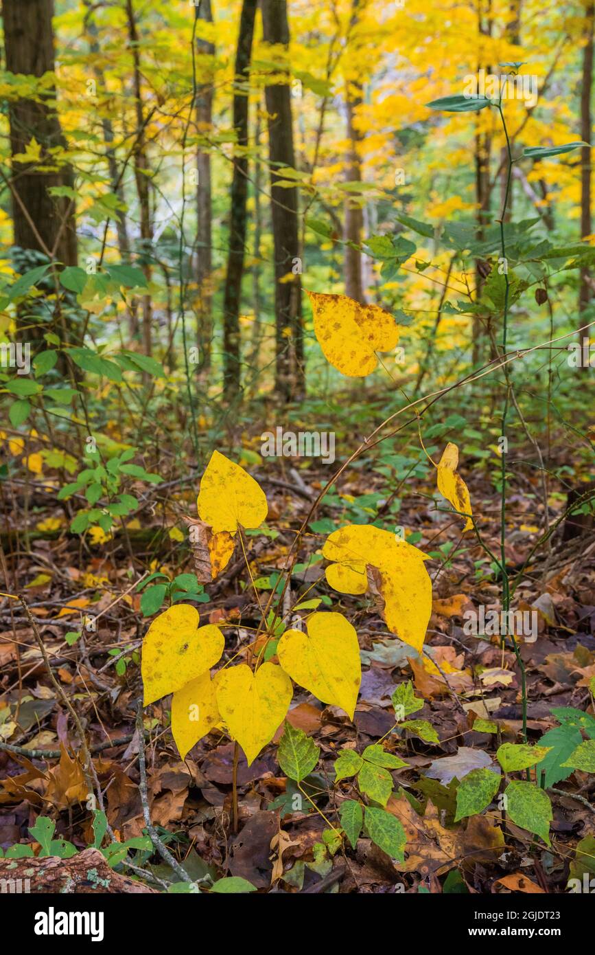 Heart Shaped Yellow Leaves in Clifty Creek Park, Southern Indiana Stock ...