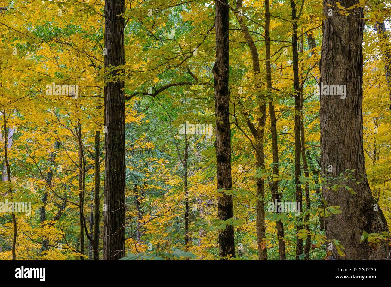 Fall Forest Foliage in Clifty Creek Park, Southern Indiana Stock Photo ...